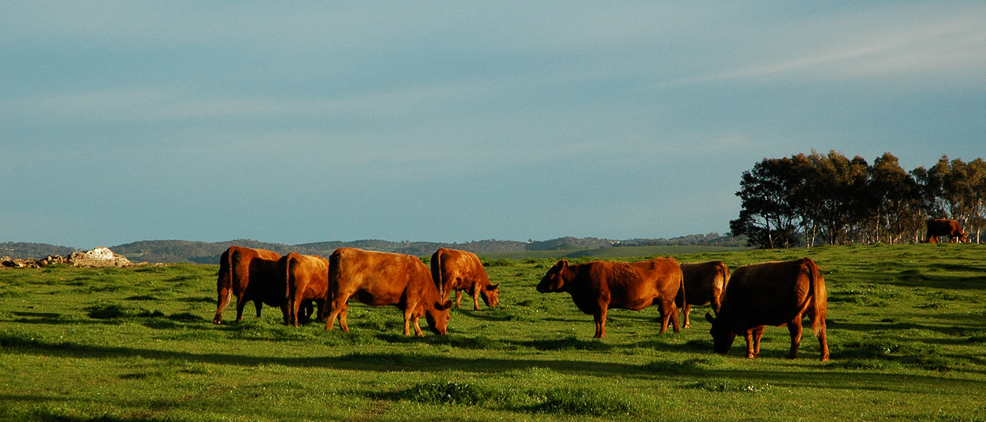 NAjOBE | Grass Fed Adelaide Hills Beef, Pork & Lamb